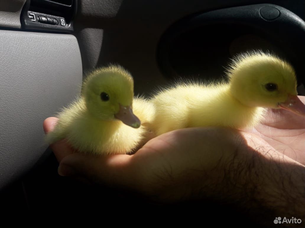 Инкубационнве яйца