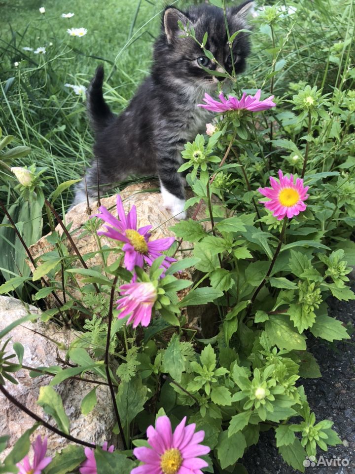 Отдам котёнка