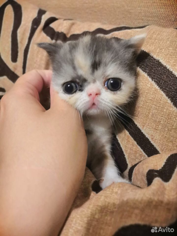 Экзотическая