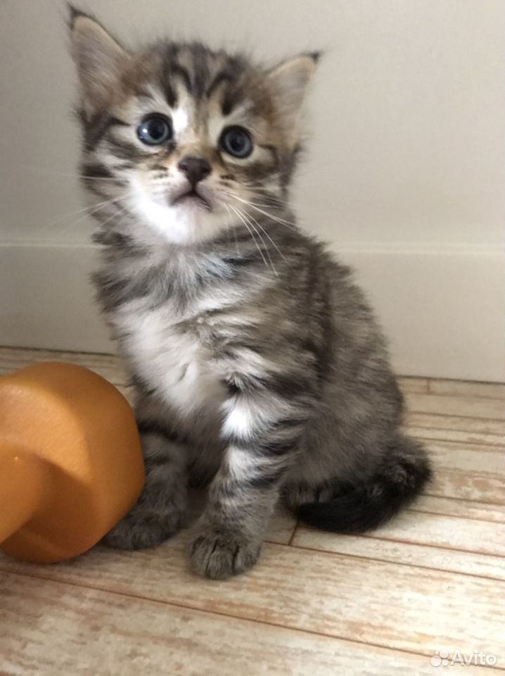 Подарим котят