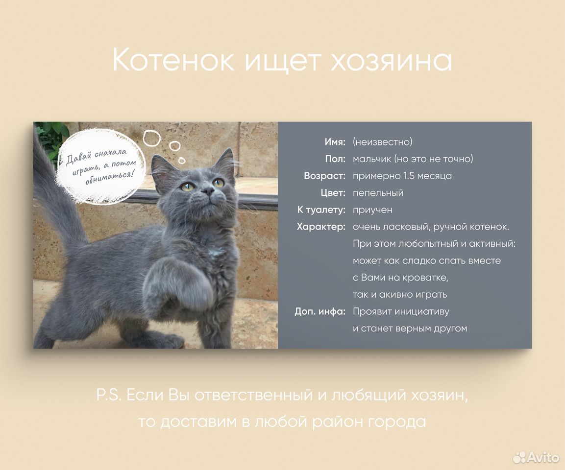 Пепельный котенок