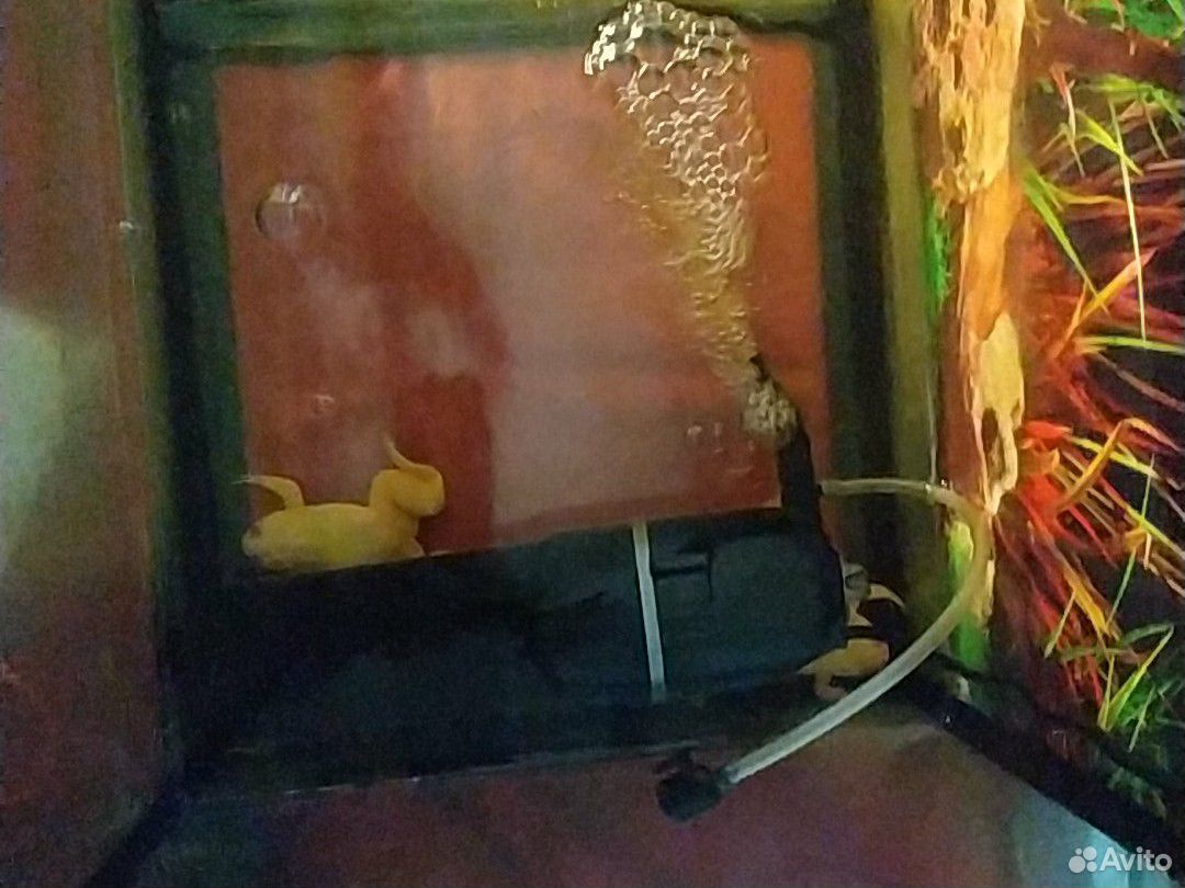 Лягушка шпорцевая аквариумная