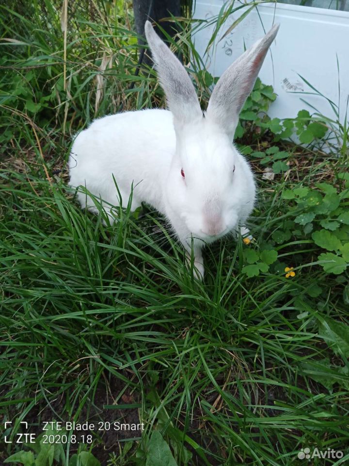 Самец Калифорниец