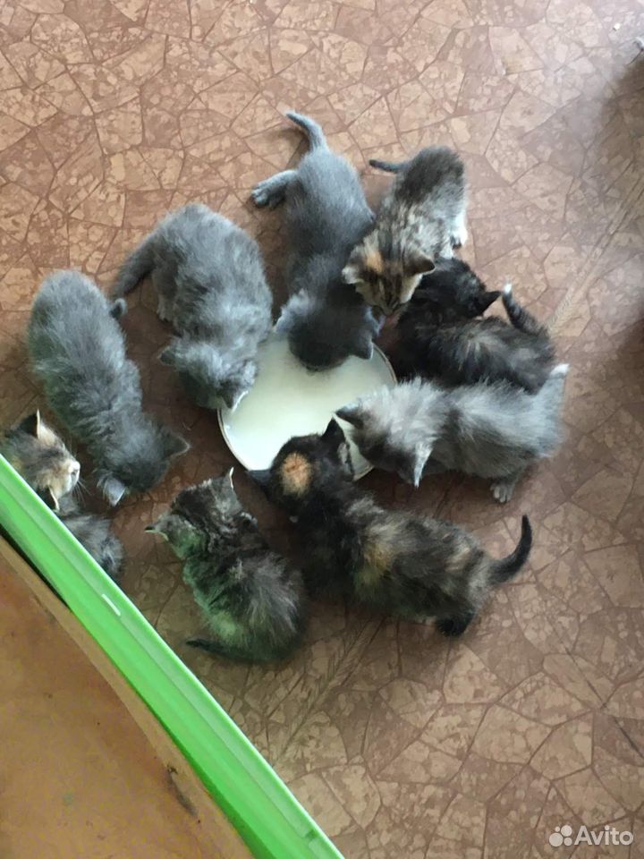 Котята британцы, продам
