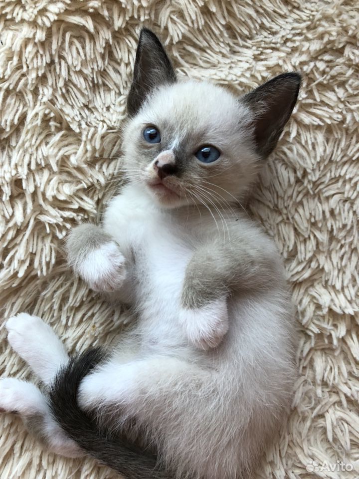 Котёнок Сноу-Шу