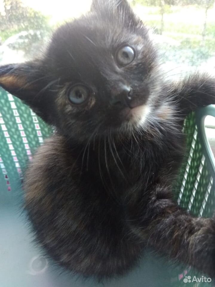 Букет летних, очаровательных котят