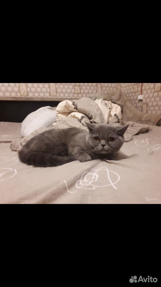 Кошка Британская