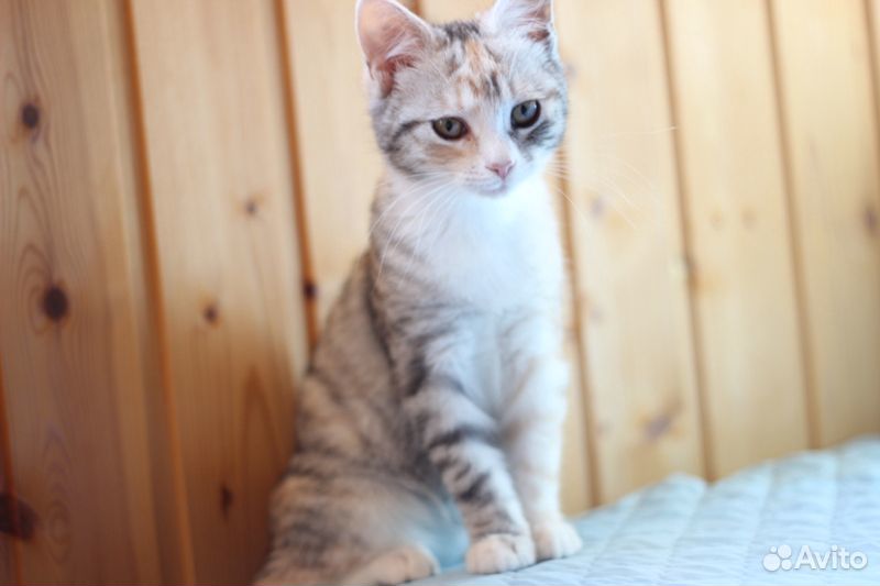 Красавица Ксюша ищет дом