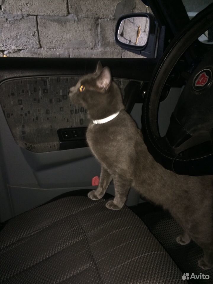 Потерялась кошечка