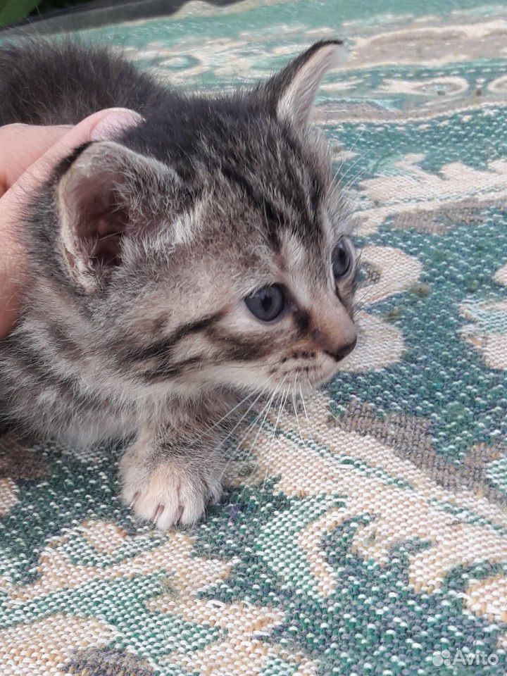 Обаятельный серый-усатый-полосатый котёнок
