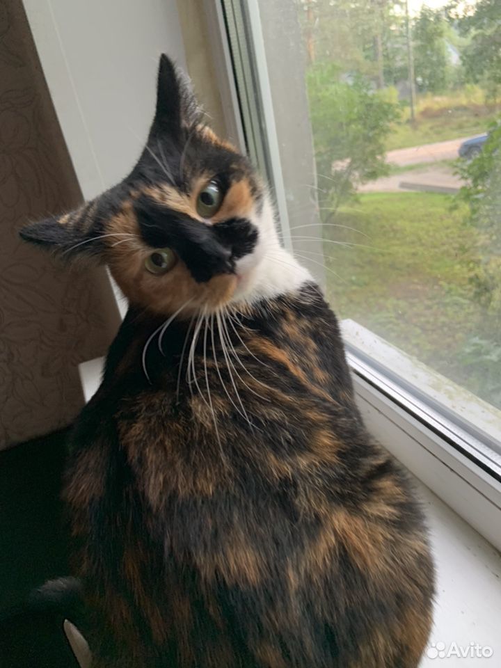 Мусенька. Бросила хозяйка