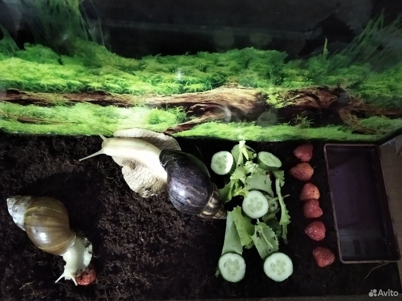 Улитки Африканских Ахатин