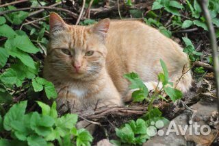 Котик Морковкин остался один