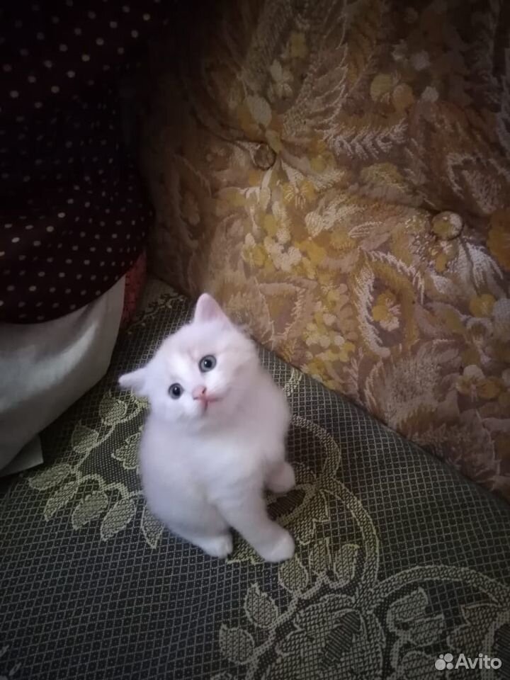 Котенок светленький персик