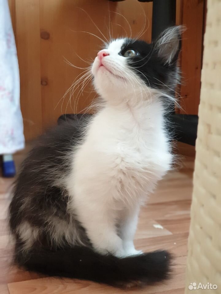 Кот обормот 3 месяца