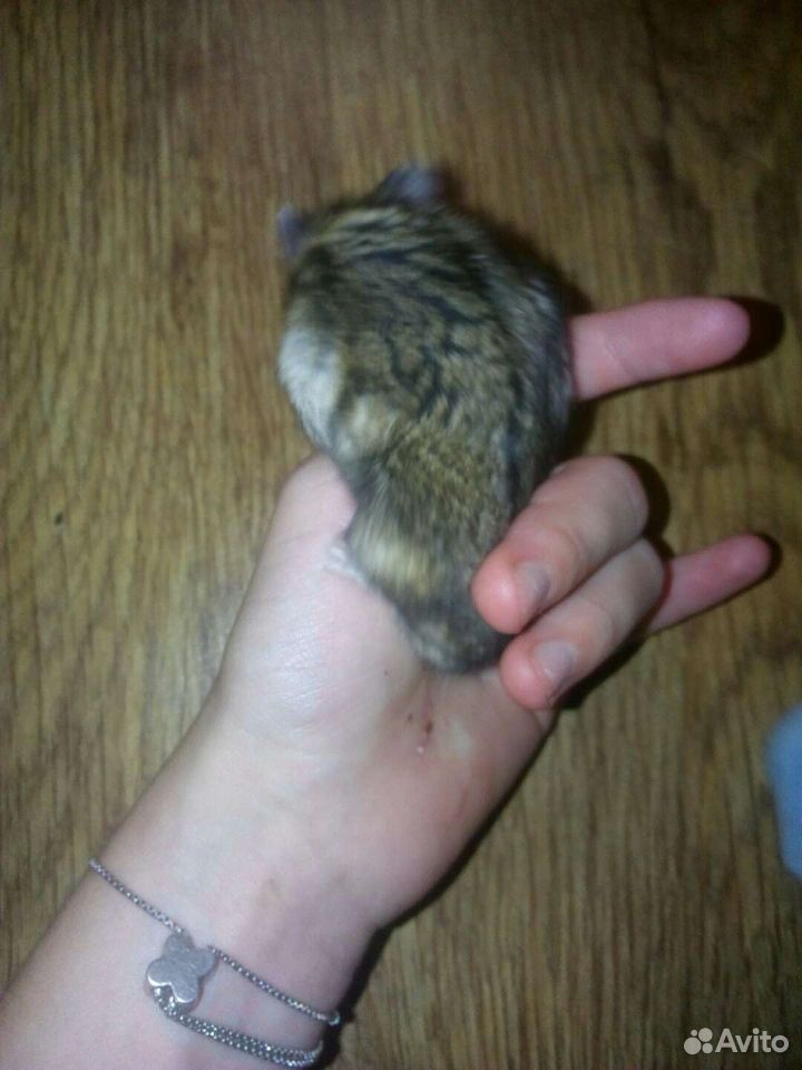 Джунгарский хомяк