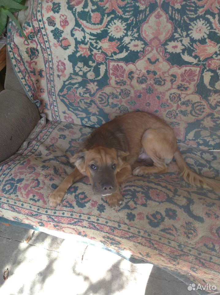 Немецкий дог смешанный