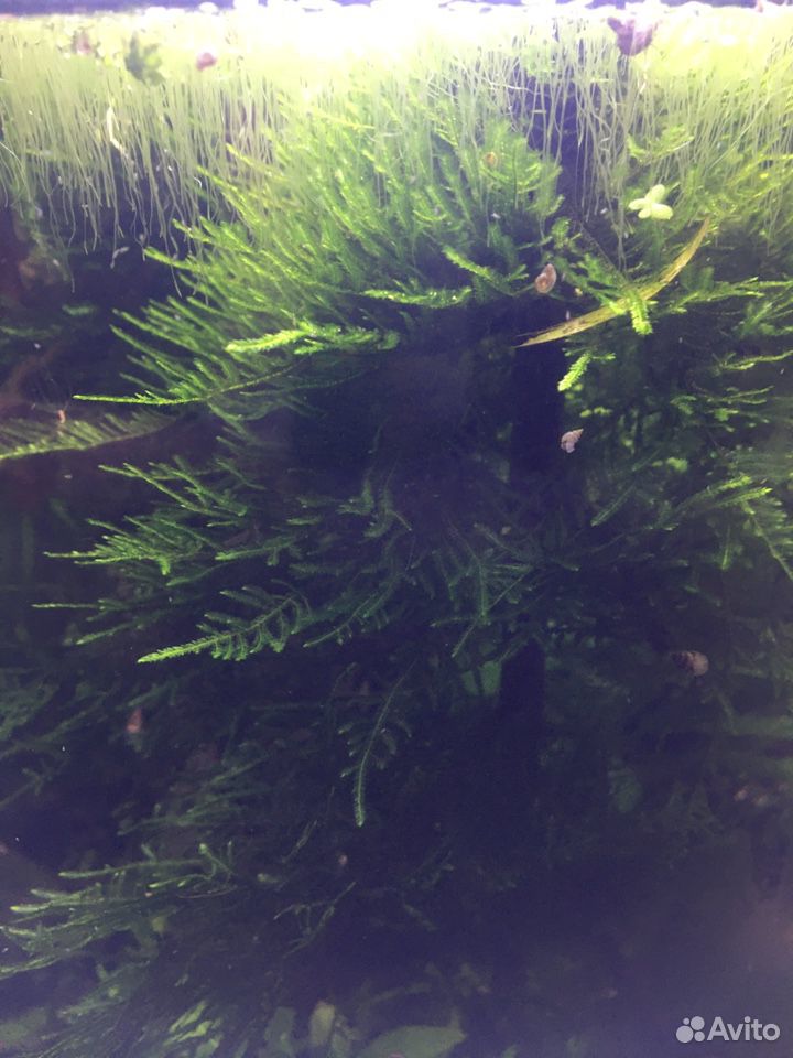 Мох рождественский