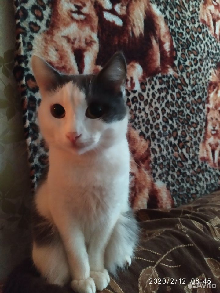 Идеальный котик Чижик