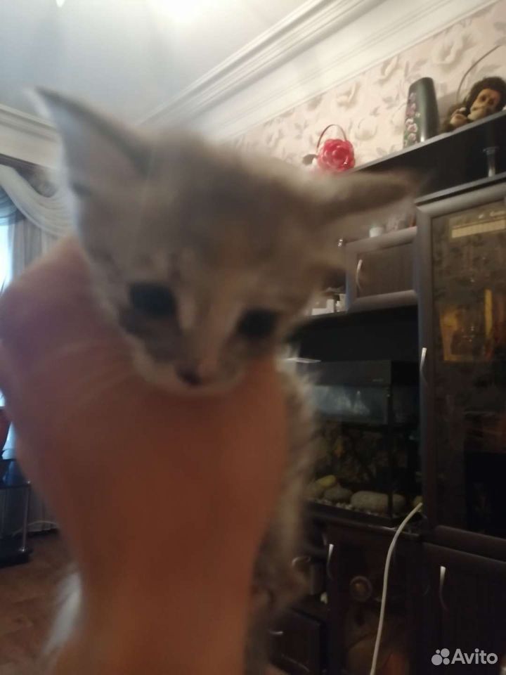 Продам котят