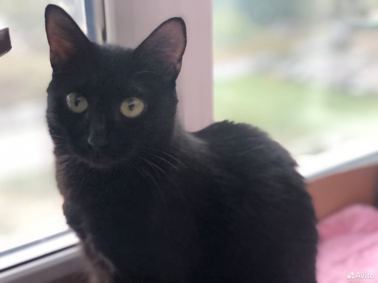 Кошка Ариша ищет дом