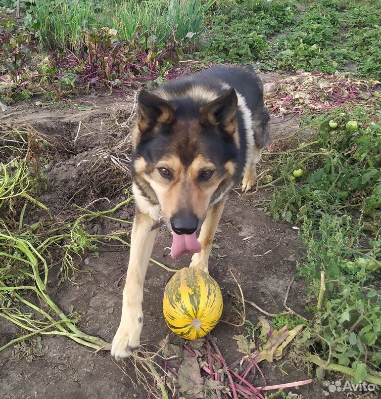 Сторожевой пёс Дик, собака на охрану дома