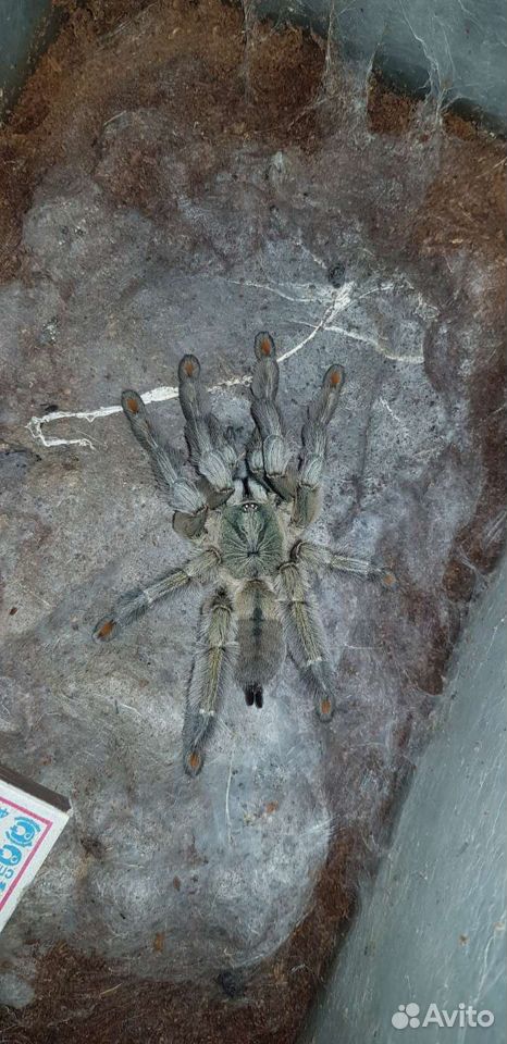 Паук птицеед