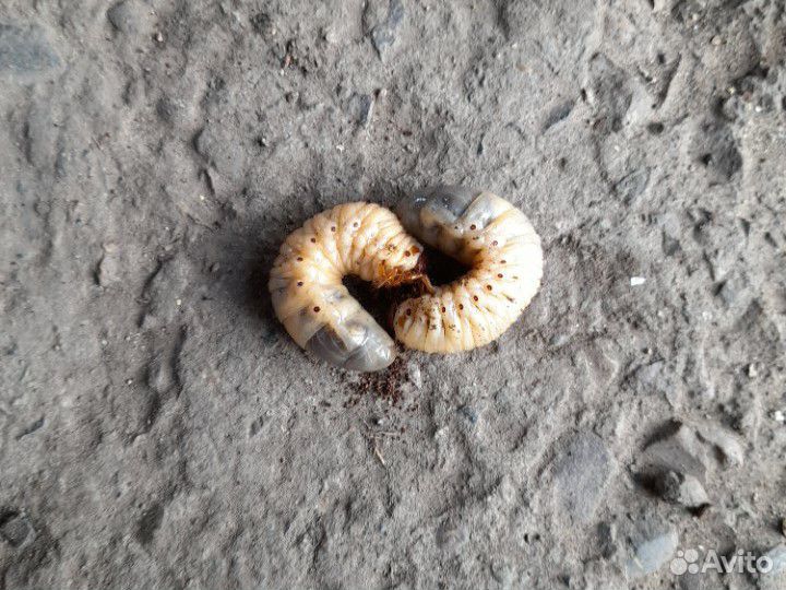 Личинка майского жука