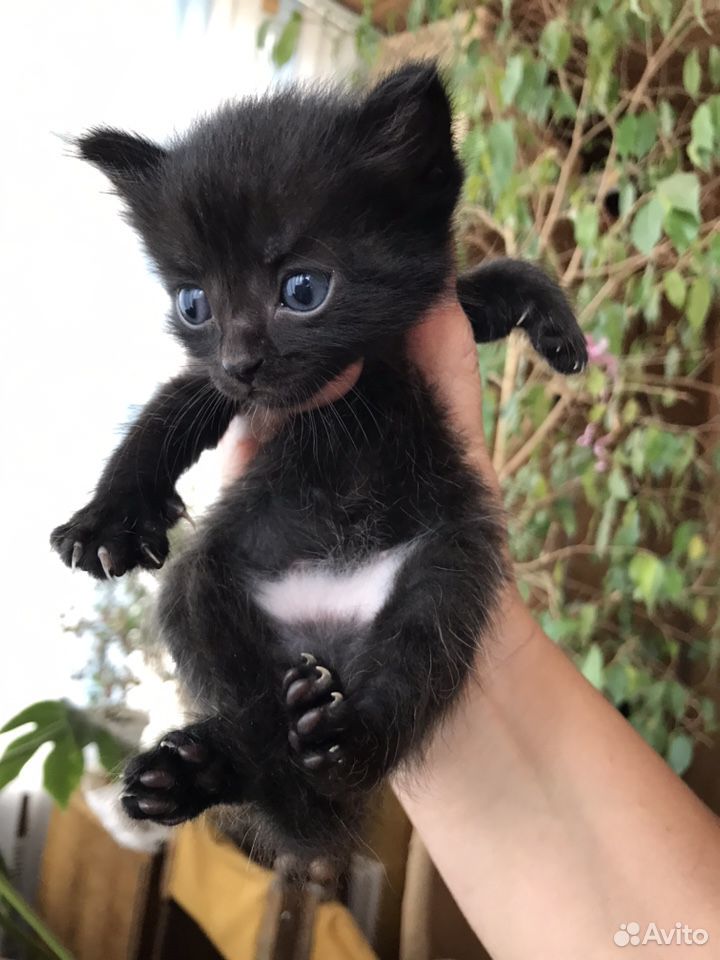 Кошка Ночка