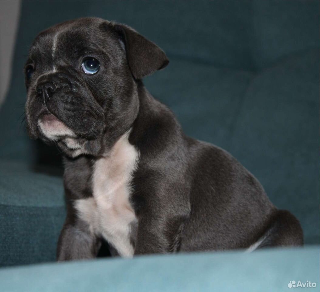 Голубое чудо