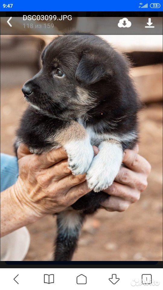 Щенок мальчик 1 месяц