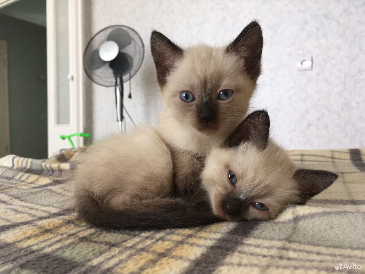 Сиамские котята