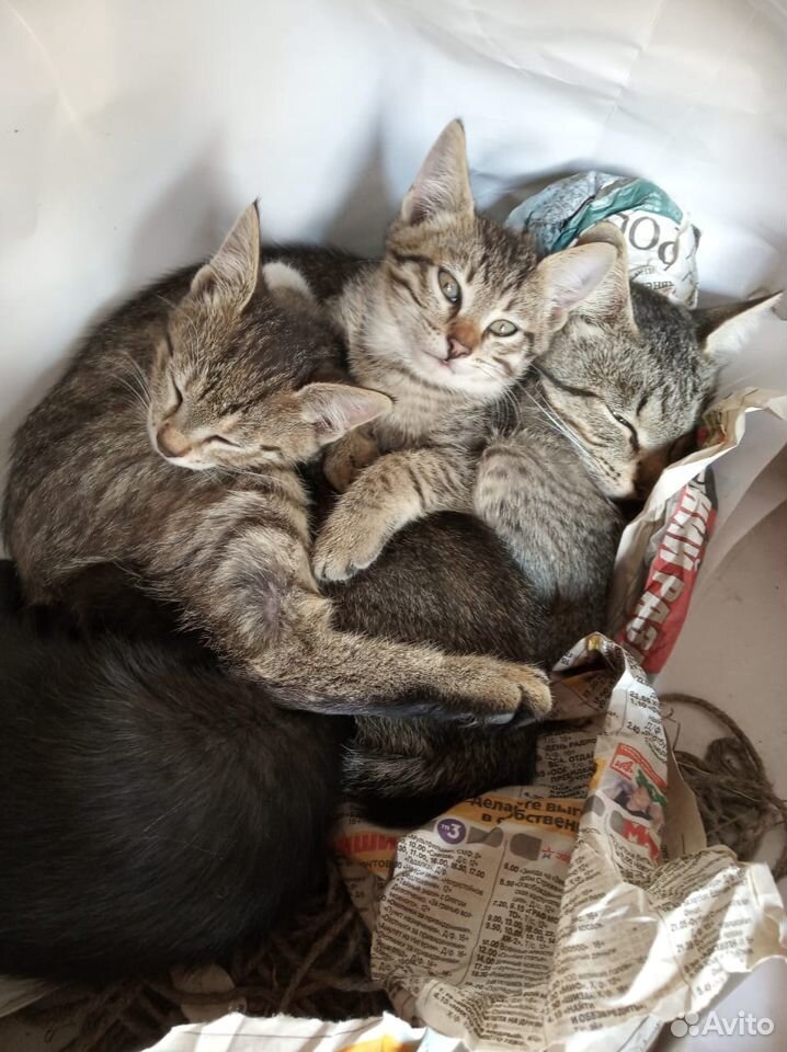 Милые очаровашки - то, что надо