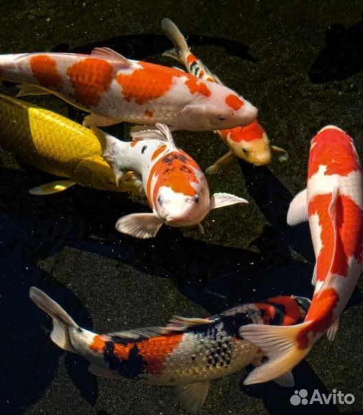 Карпы Кои (японские)