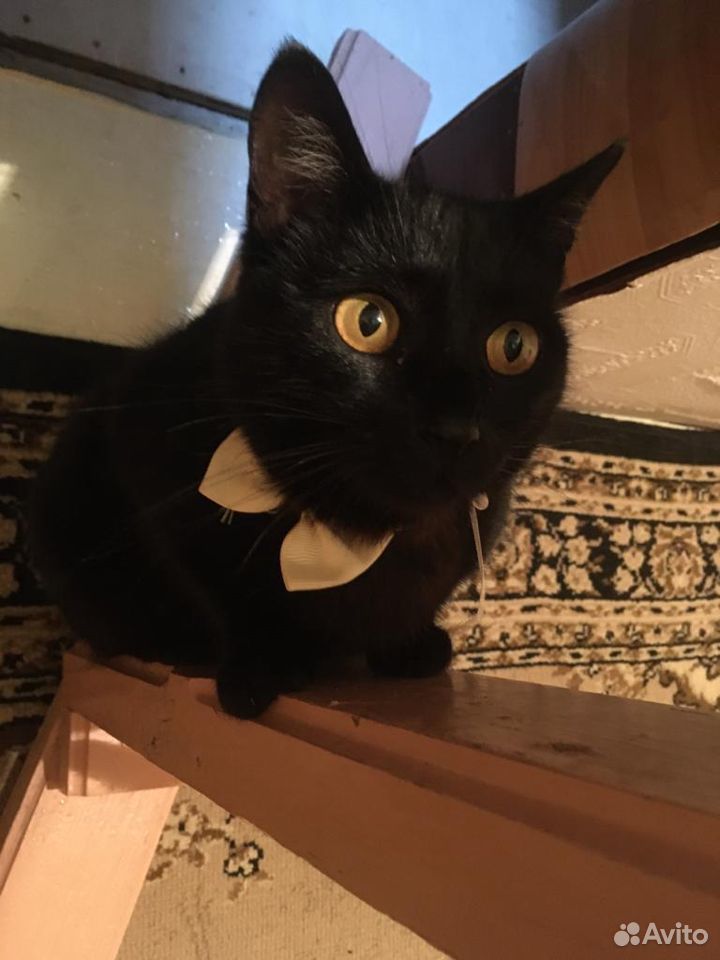 Кошулька