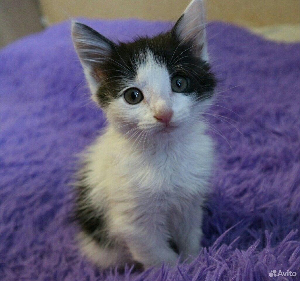 Маленькая кнопочка-девочка, 1,5 месяца