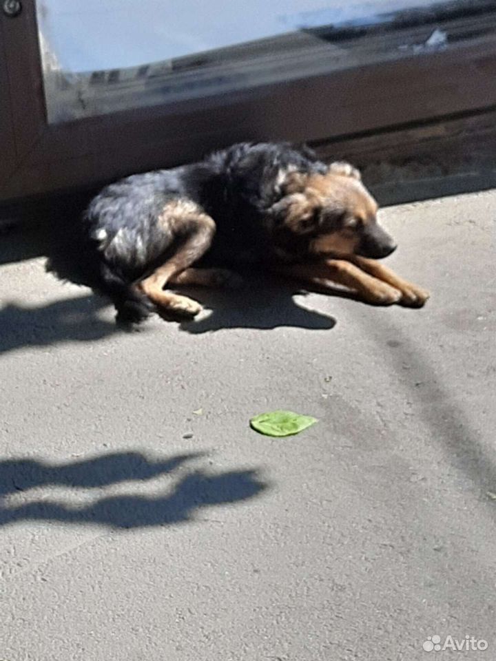 Друг в добрые руки