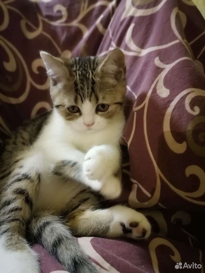 Котенок