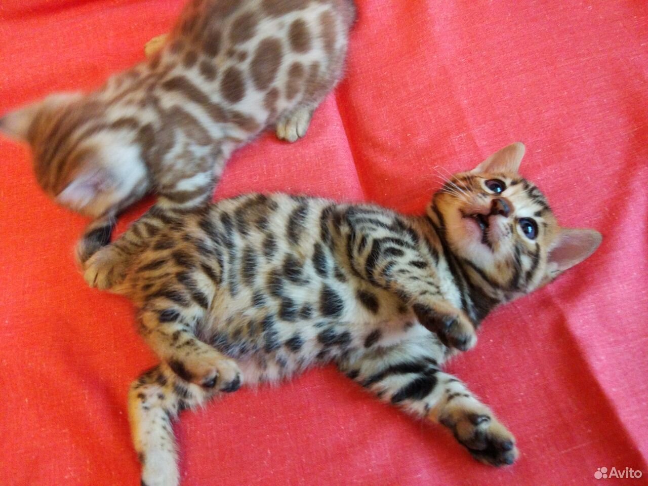Бенгальские котята