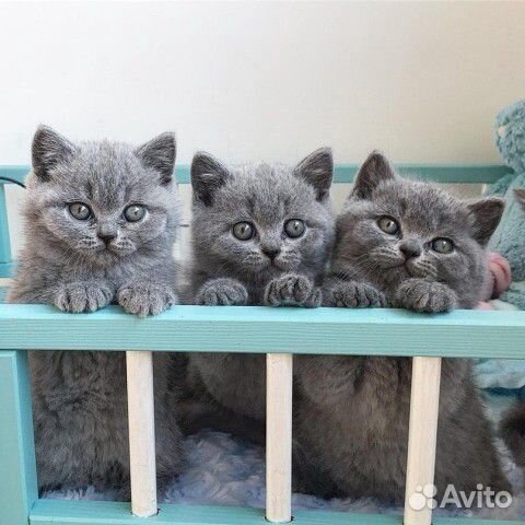 Элита. Персиковые, крем-брюле и голубого окраса