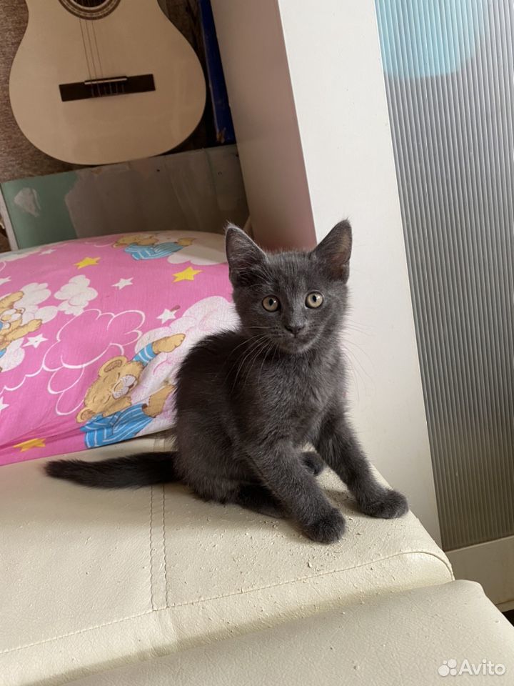 Котёнок британской породы (девочка)