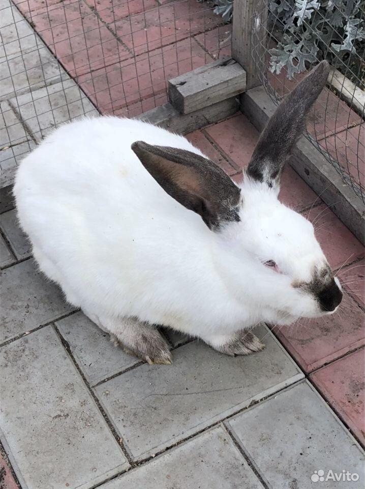 Кролики калифорнийцы и шиншилла