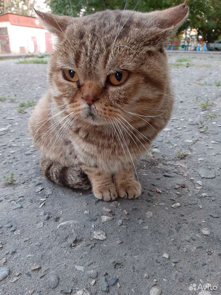 Шотландец