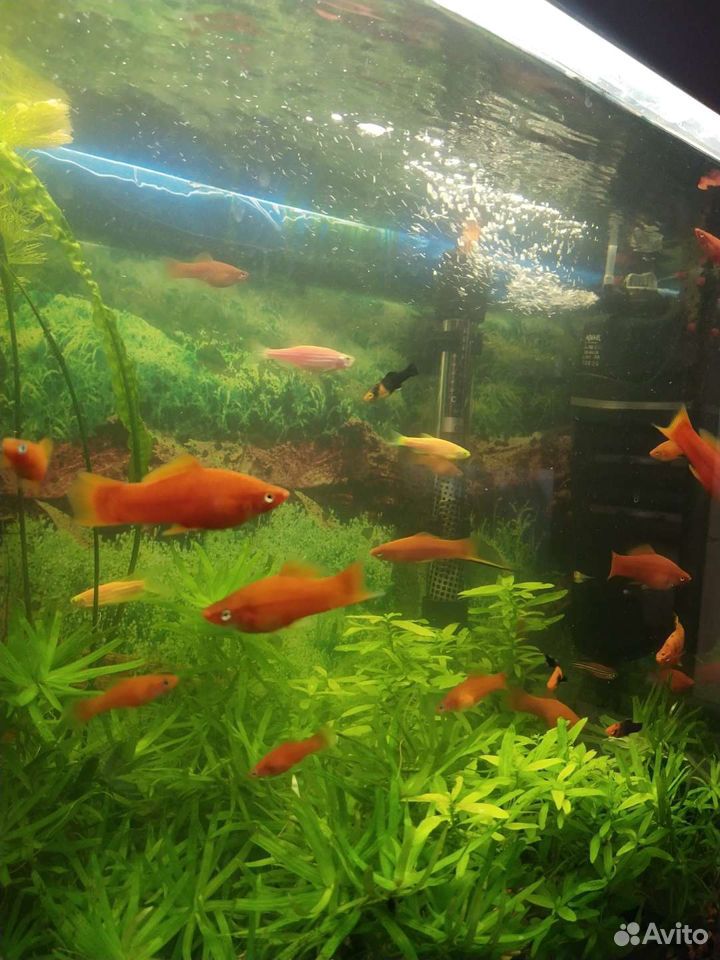 Красивые и яркие меченосцы