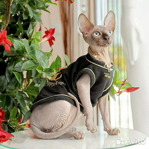 Котик сфинкс ищет себе невесту для вязки