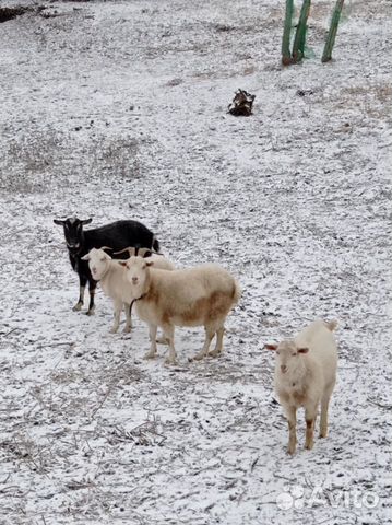 Продаются козы