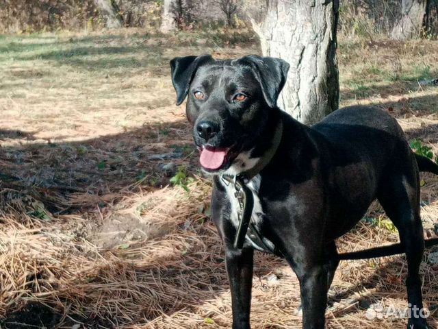 Долли ищет дом в Питере