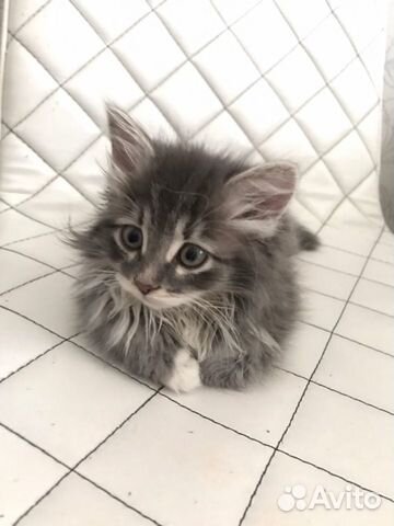 Отдам кошечкy