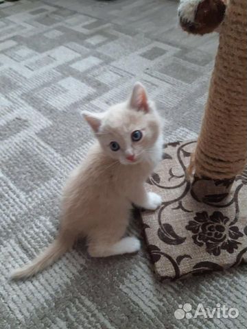 Отдам котенка