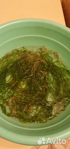 Аквариумное растение